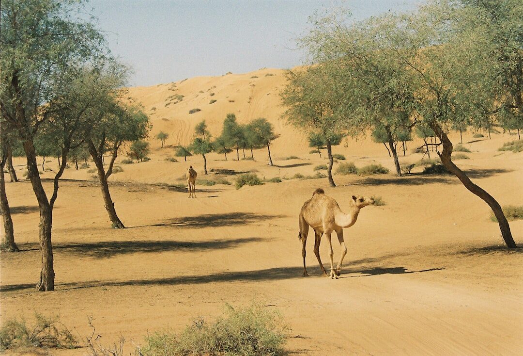 Desert Animals UAE: Habitats And Wildlife