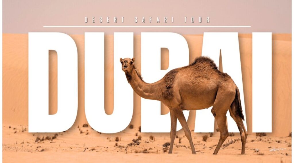 Desert Safari Dubai Timings: Morning, Evening & Overnight