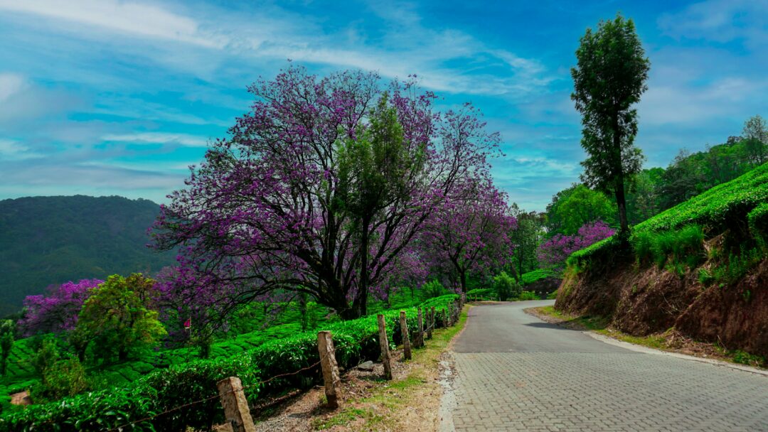Munnar Travel Guide: When to Visit, Stay & Top Attractions › 2026